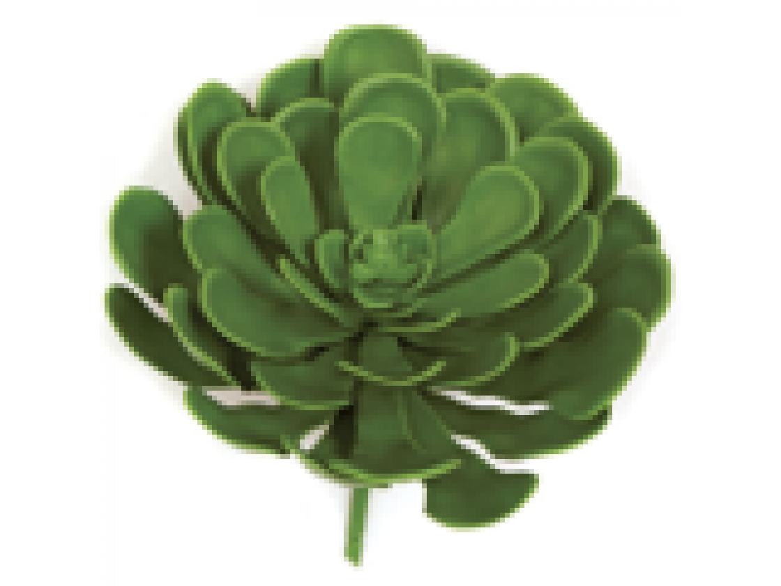 8" POLYBLEND AEONIUM PLANT