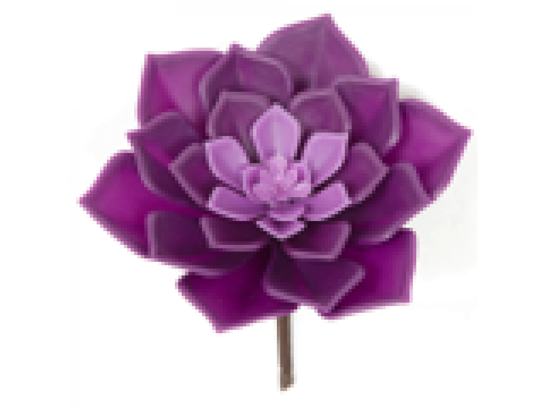 7" POLYBLEND ECHEVERIA